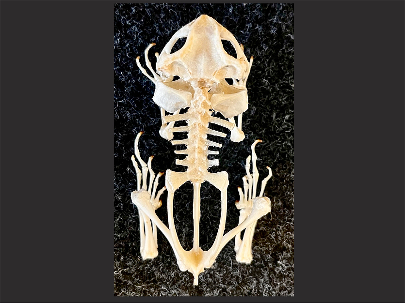 Bones – the Framework of Life - Wild Dunedin Ticketing