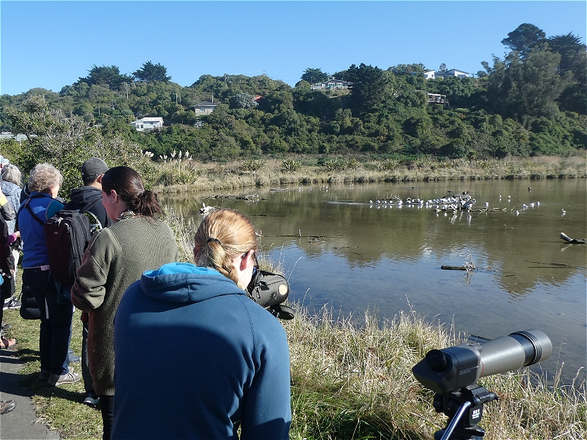 Tomahawk Lagoon Bird Watching - Wild Dunedin Ticketing